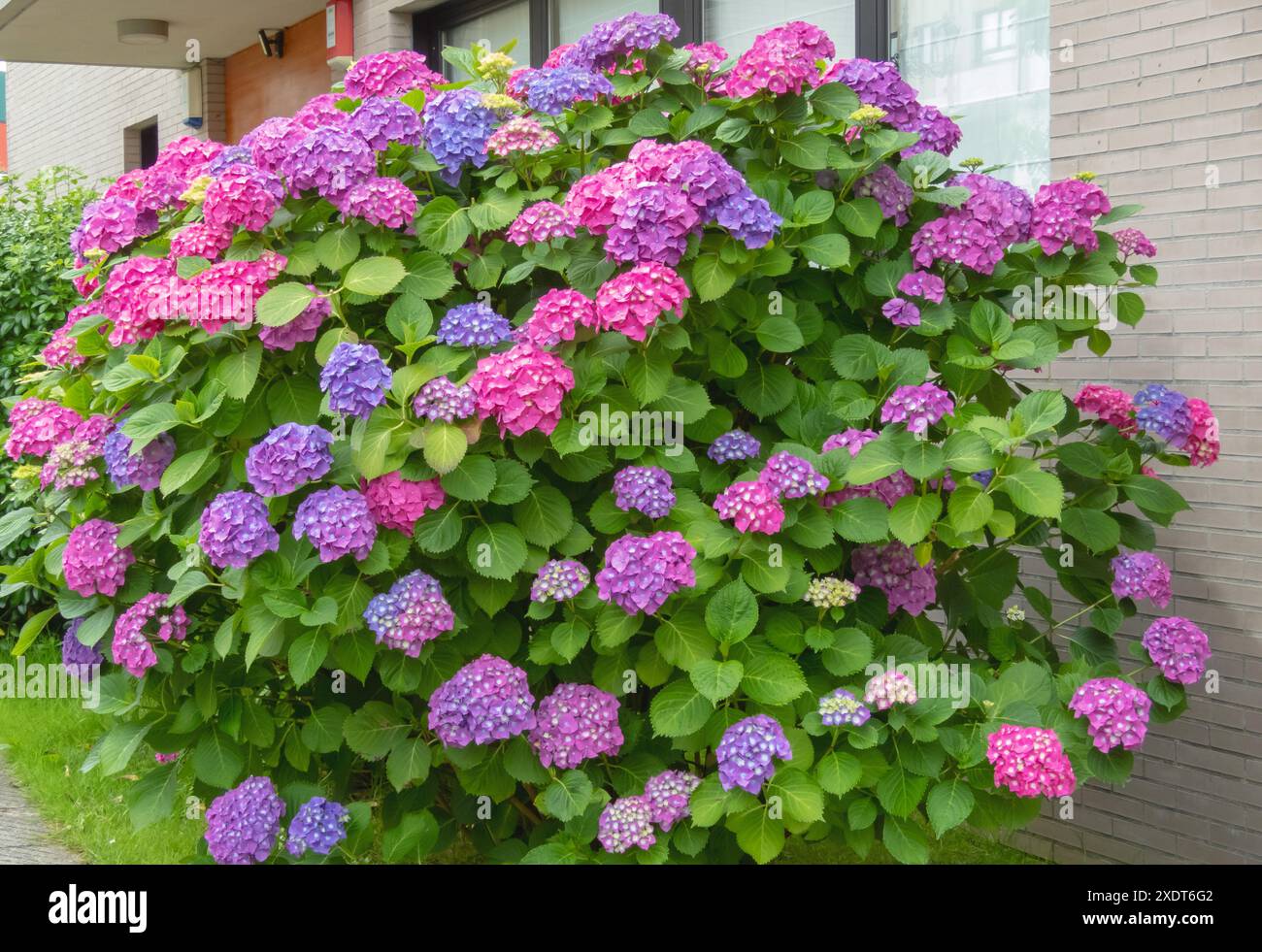Hydrangea flowering plant with pink, purple and blue flowers ...