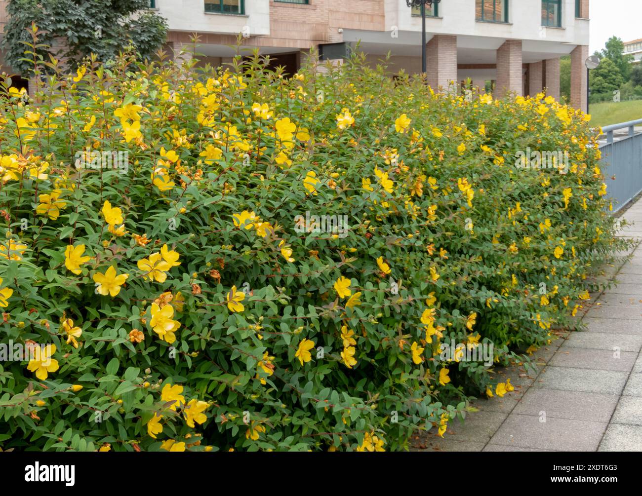 Yellow flowering shrub hi-res stock photography and images - Alamy