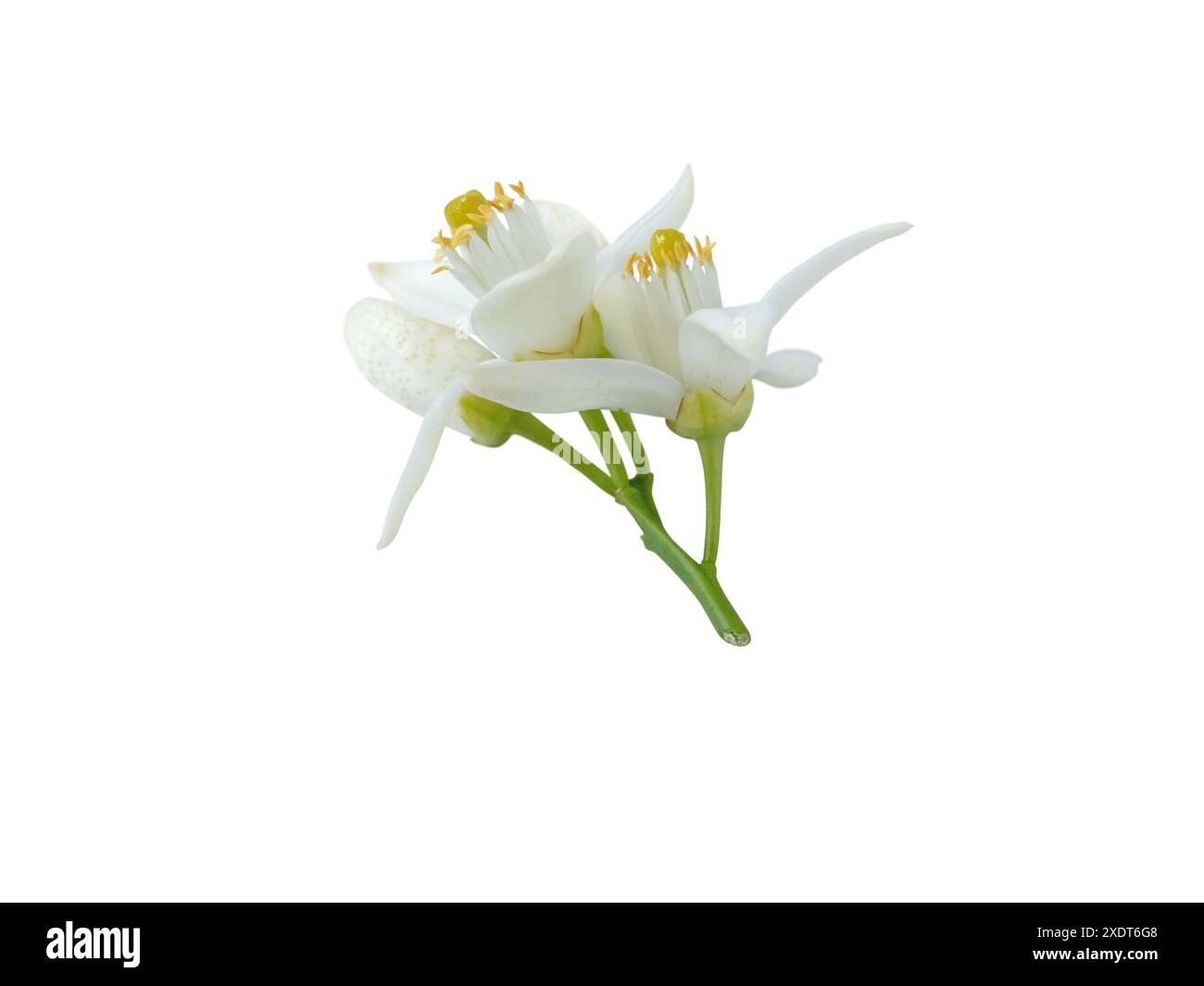 Neroli blossom bunch isolated on white. White bitter orange citrus ...