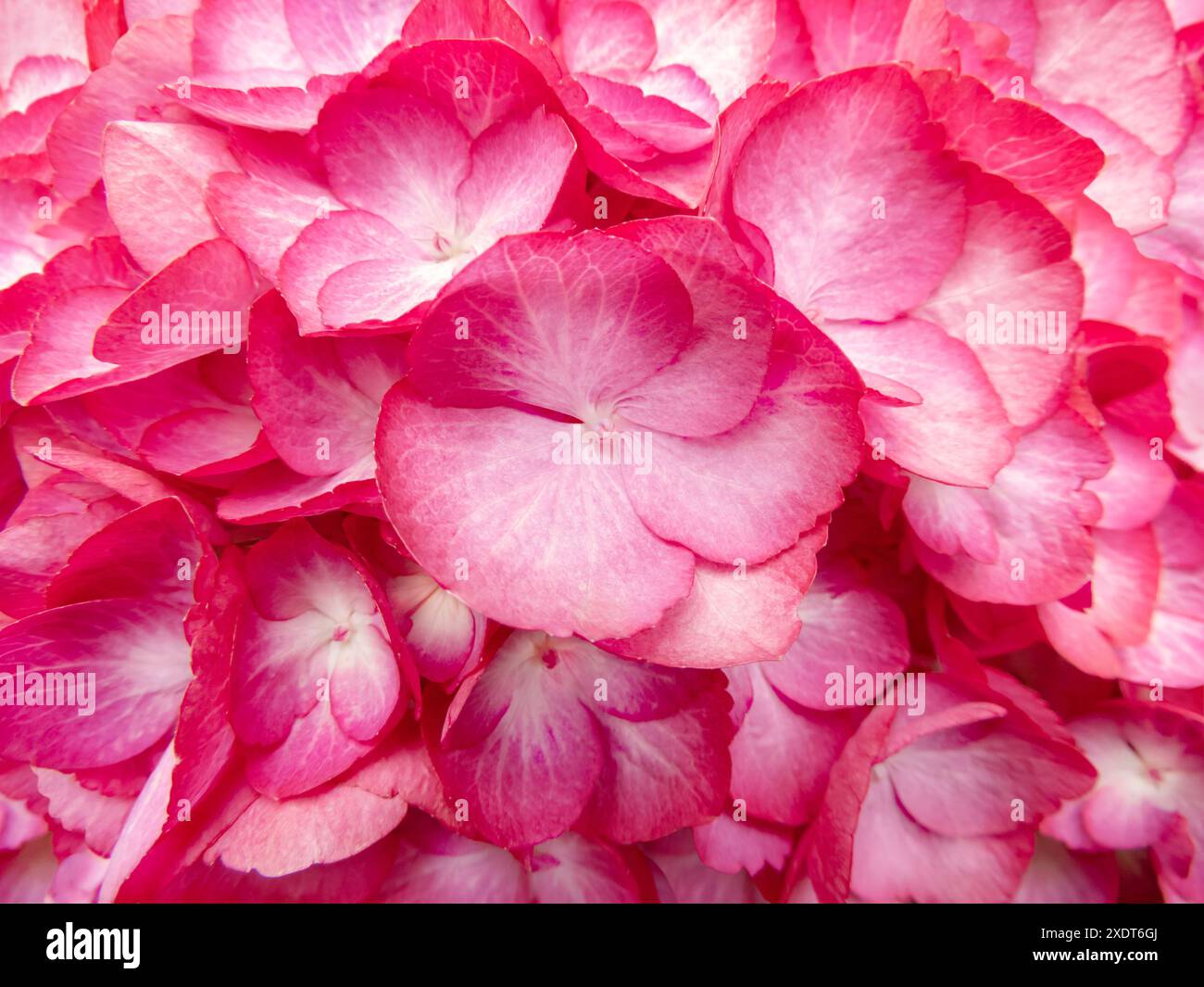 Red hydrangea flowers with light central part hydrangea flowers ...