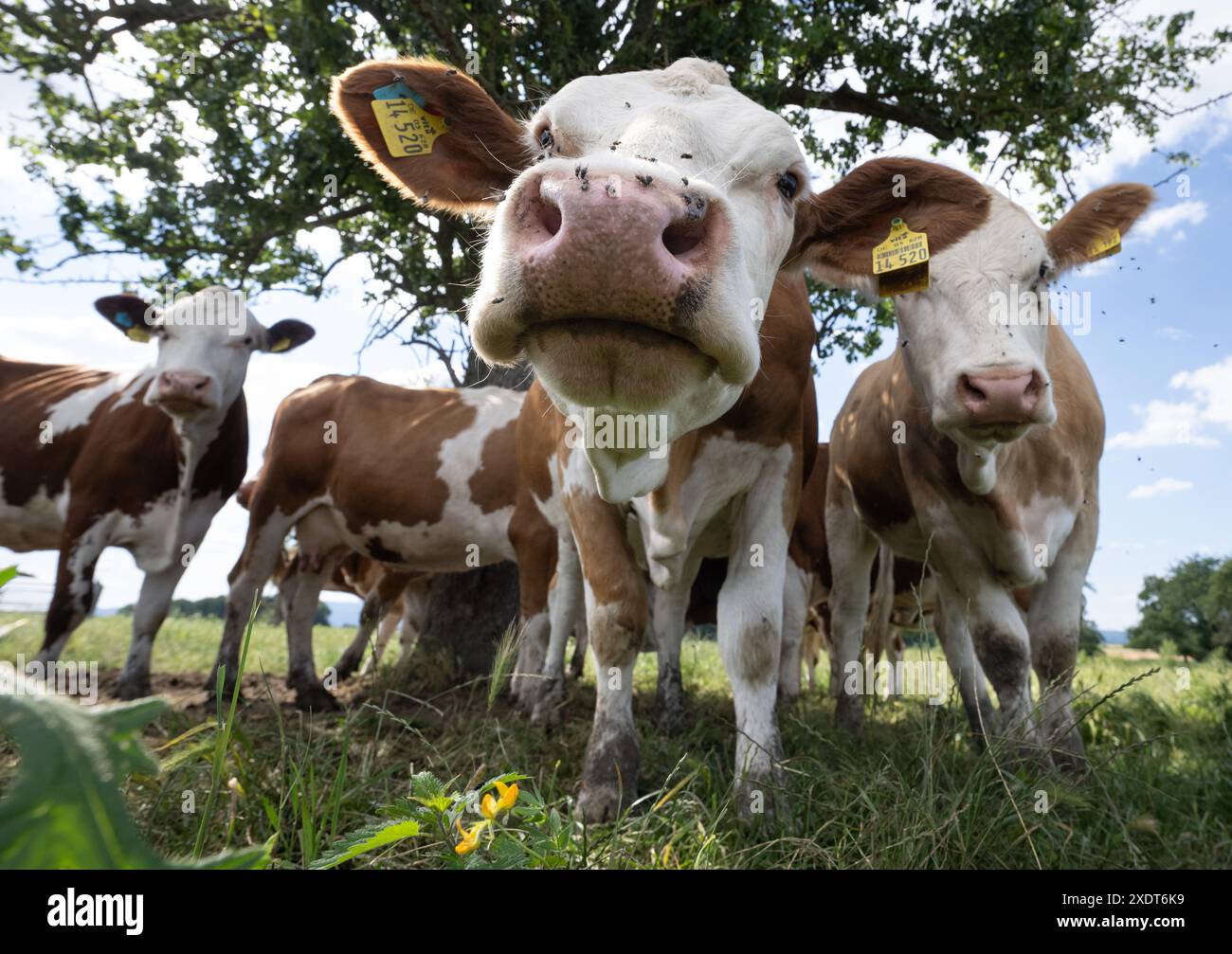 Political framework hi-res stock photography and images - Alamy
