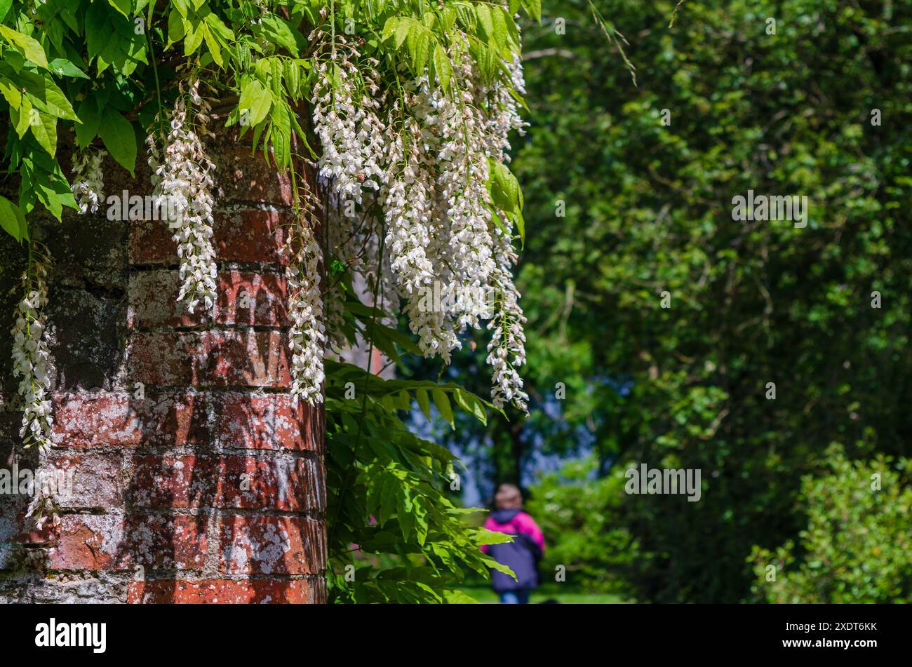 Saintfield Co. Down Northern Ireland June 14 2024 - White Japanese ...