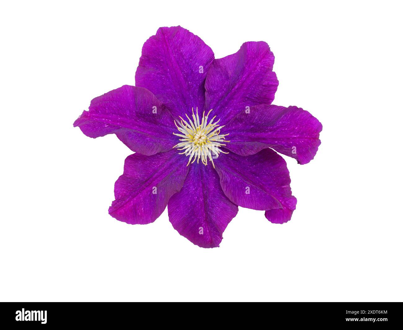 Purple clematis flower flatlay isolated on white. Clematis jackmanii ...