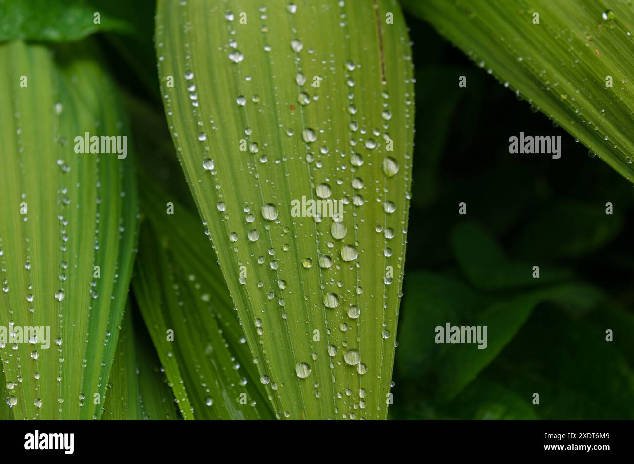 Molineria capitulata hi-res stock photography and images - Alamy