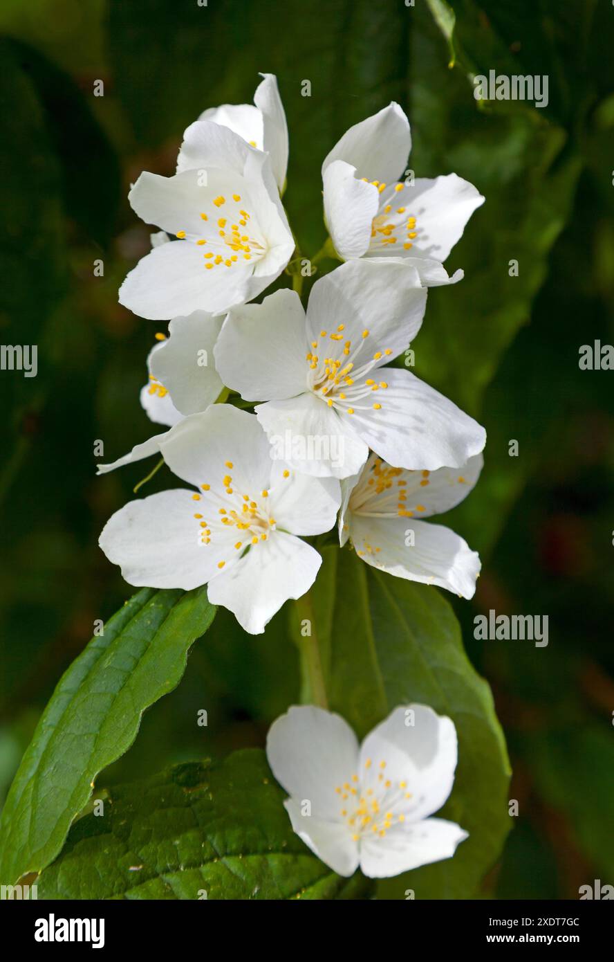 Mock orange philadelphus hi-res stock photography and images - Alamy