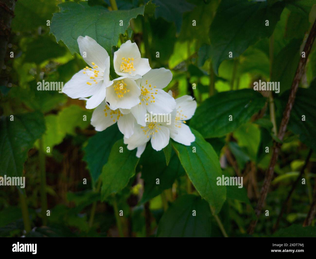Mock orange syringa hi-res stock photography and images - Alamy