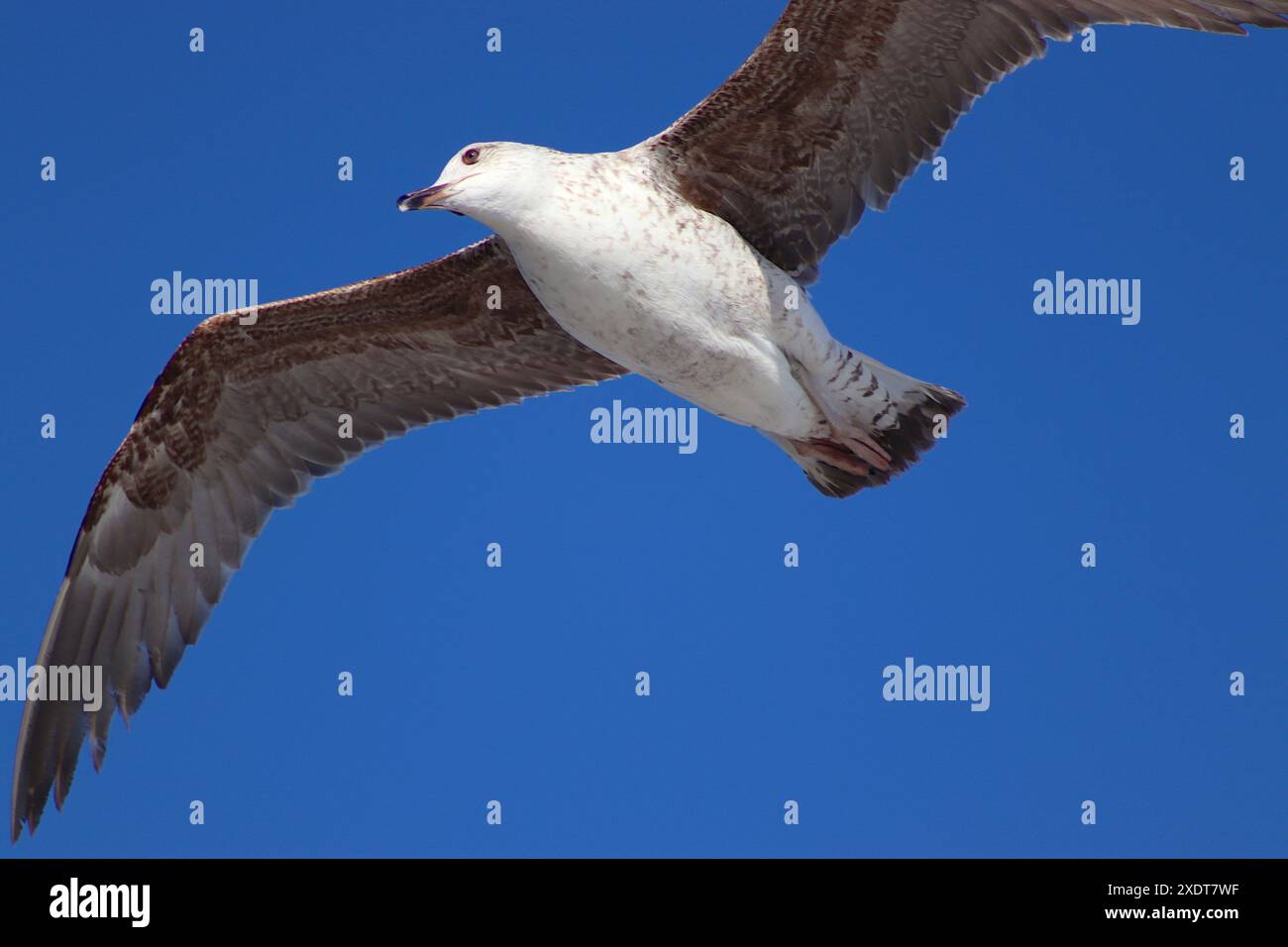 An Atlantic gull effortlessly glides on the updraft rising from the ...