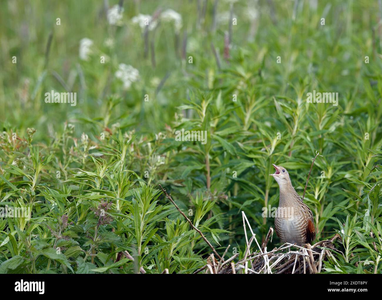 Crake bird hi-res stock photography and images - Alamy