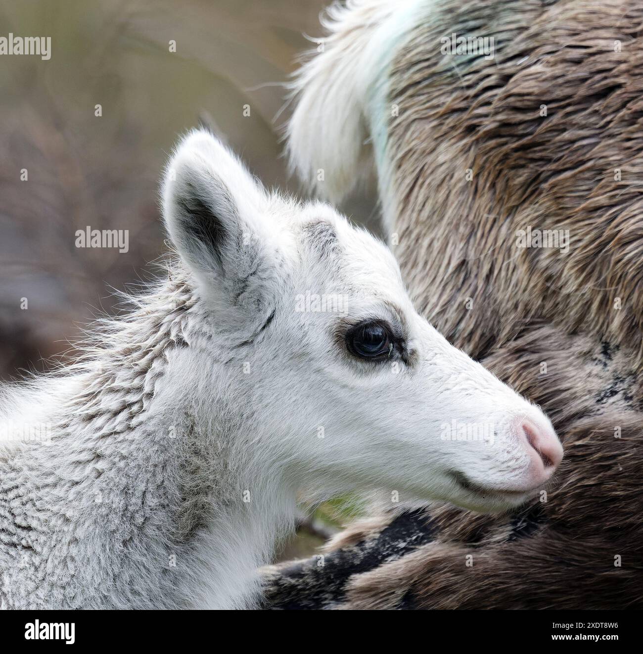 Sami reindeer hi-res stock photography and images - Alamy