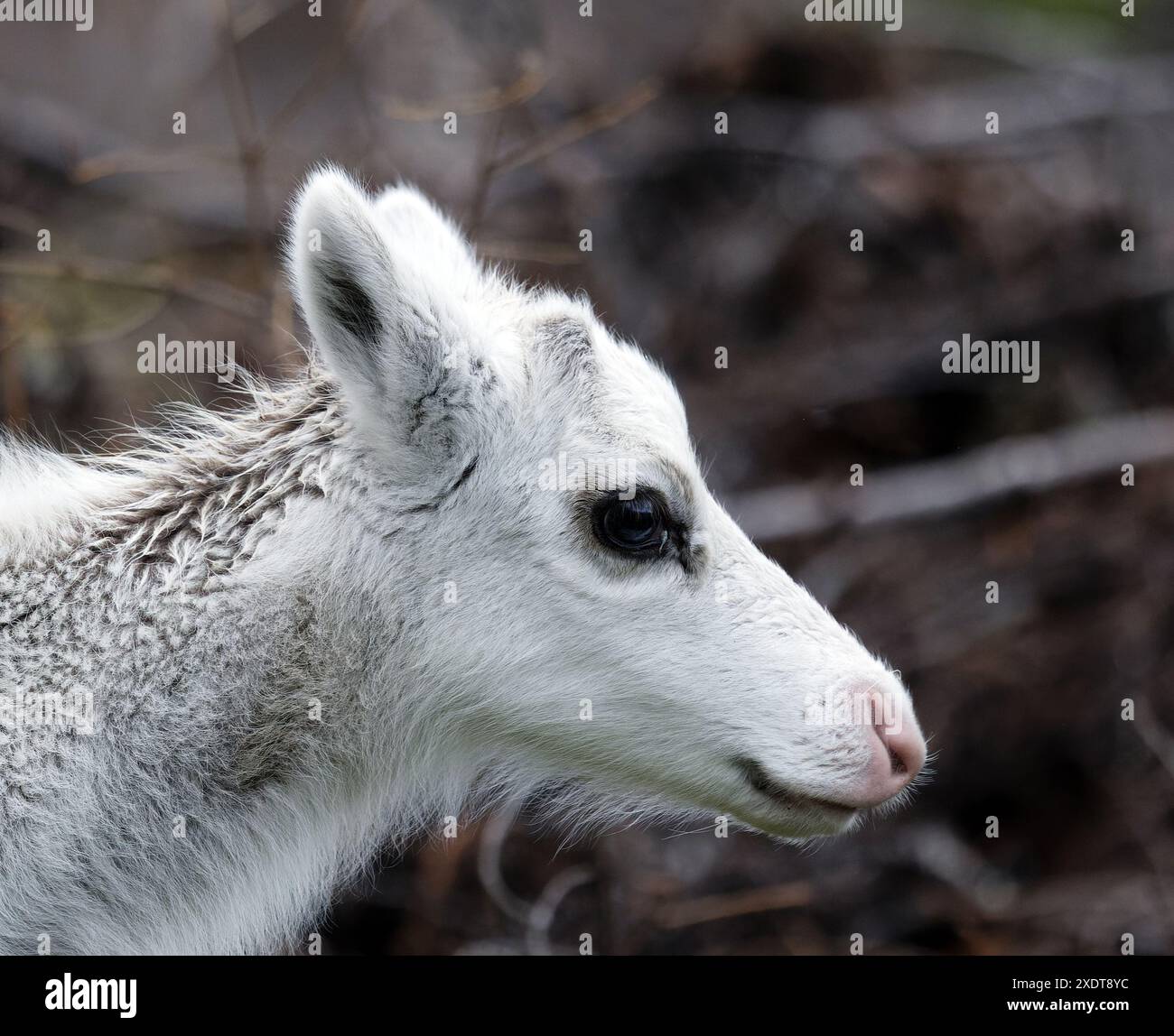 Sami reindeer hi-res stock photography and images - Alamy
