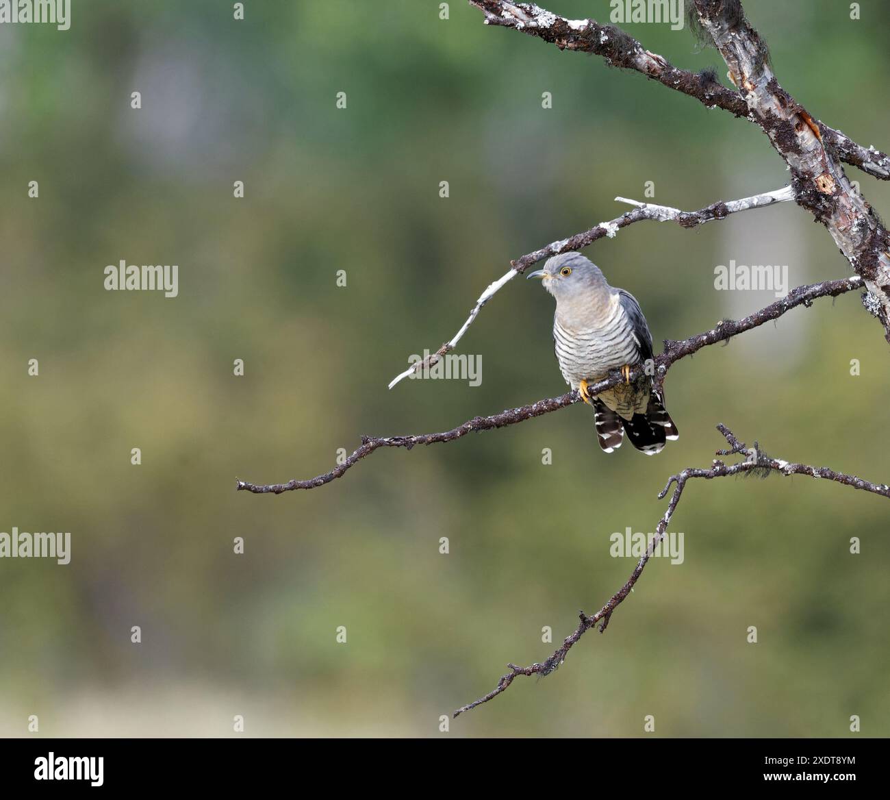 Common cuckoo in tree with lichens Stock Photo - Alamy