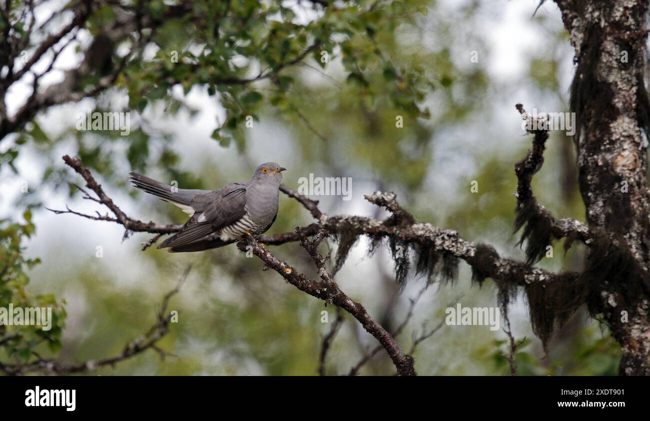 Common cuckoo in tree with lichens Stock Photo - Alamy