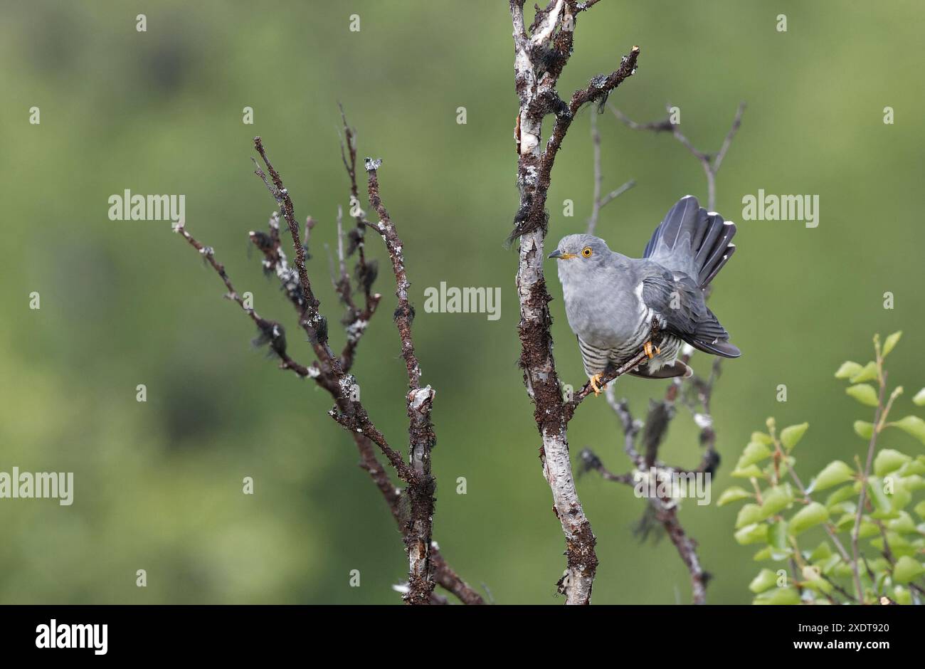 Common cuckoo in tree with lichens Stock Photo - Alamy