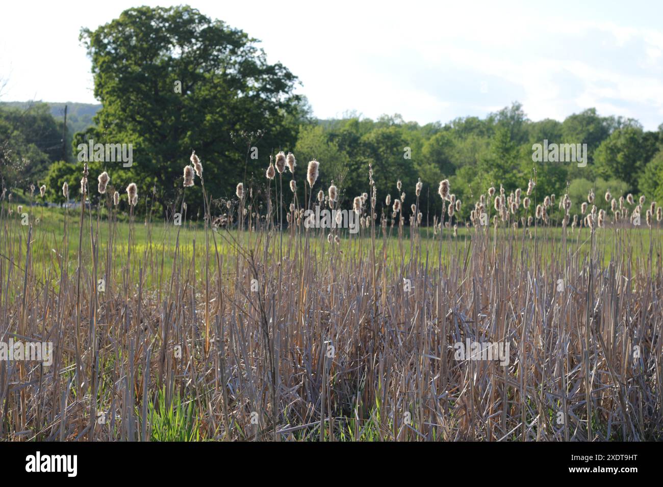 Nature Landscape - Cattails Stock Photo - Alamy