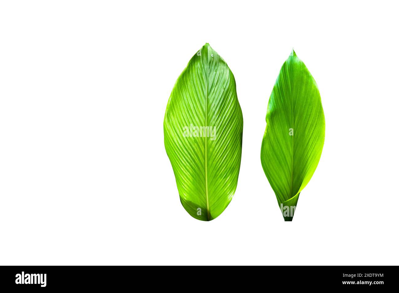A cut-out of a turmeric leaf on a white background with clipping paths ...