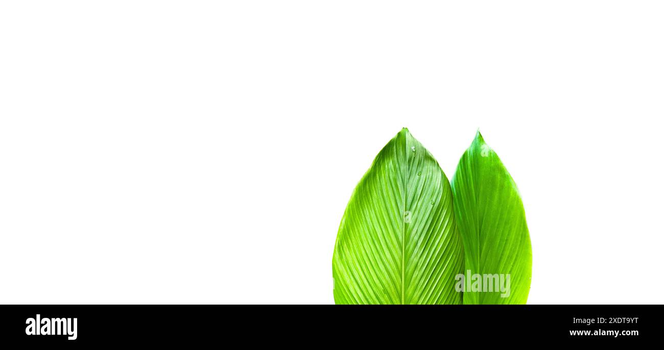 A cut-out of a turmeric leaf on a white background with clipping paths ...