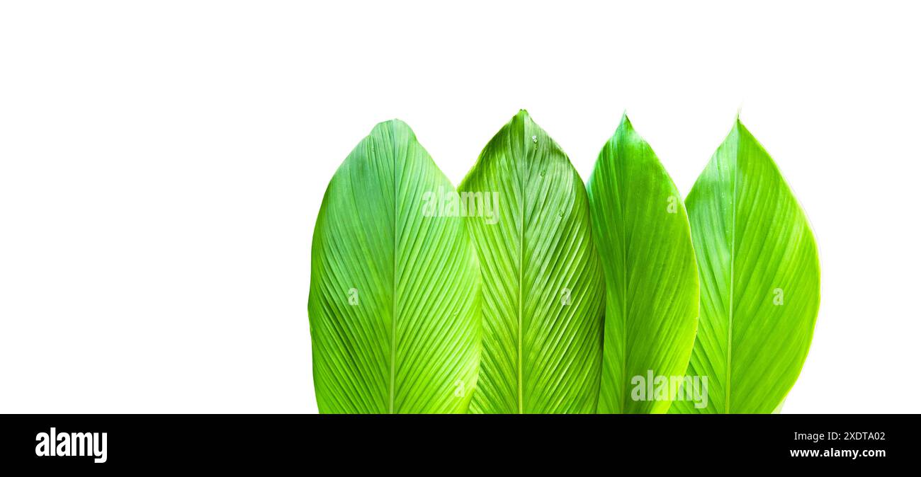 A cut-out of a turmeric leaf on a white background with clipping paths ...