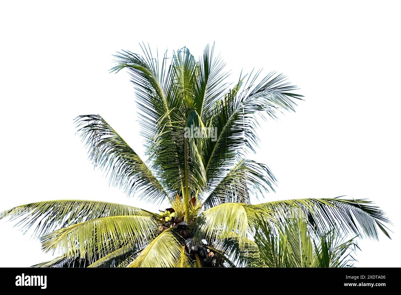 A cut-out of a coconut tree top on a white background with clipping ...