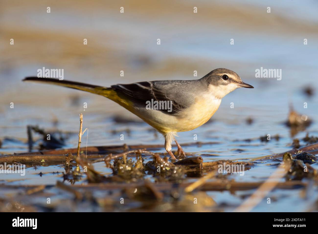 The grey wagtail (Motacilla cinerea), small bird of the wagtail family ...
