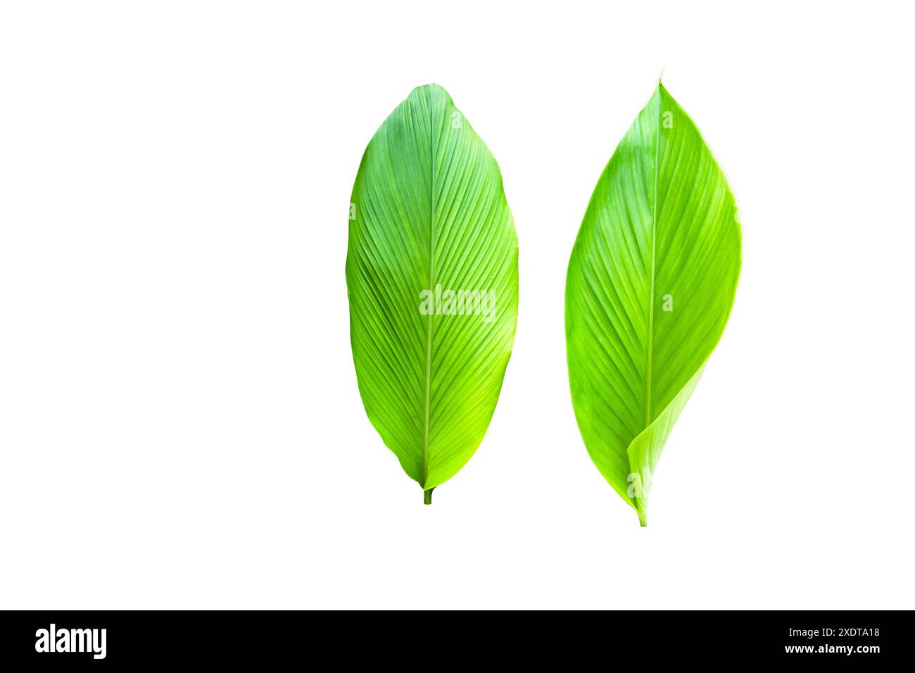 A cut-out of a turmeric leaf on a white background with clipping paths ...