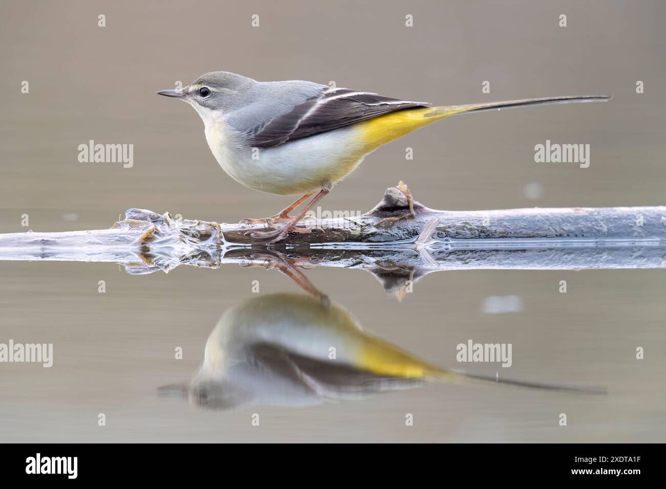 The grey wagtail (Motacilla cinerea), small bird of the wagtail family ...