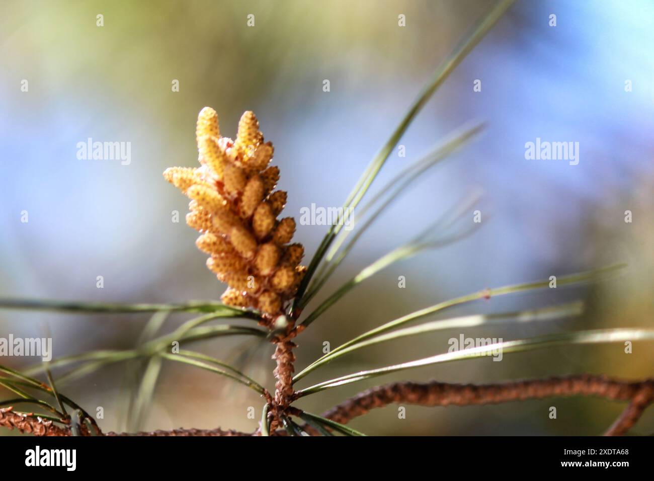 Tree garden pine flora hi-res stock photography and images - Alamy
