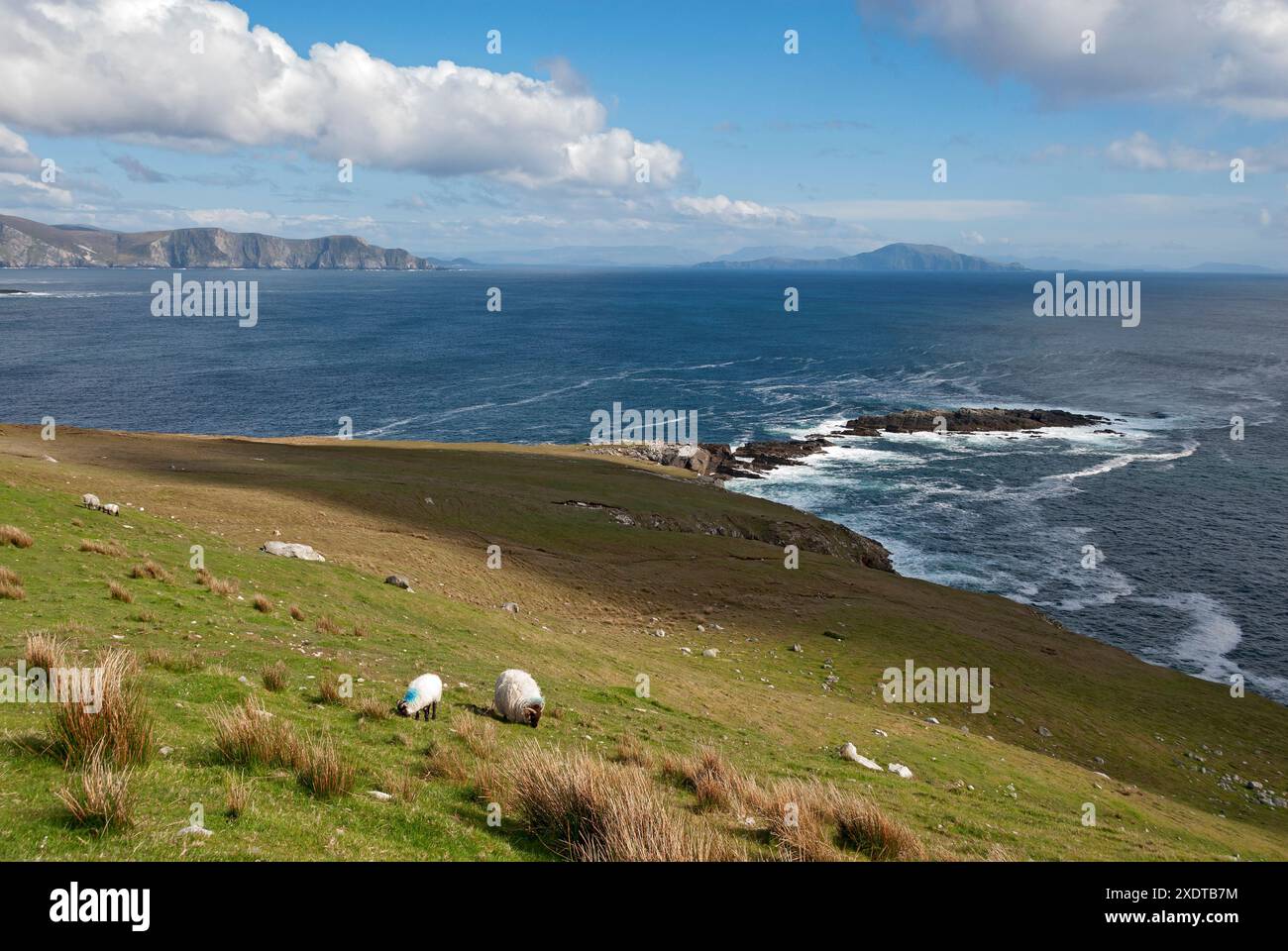 Ireland County Mayo Achill Island coast sheep Stock Photo - Alamy