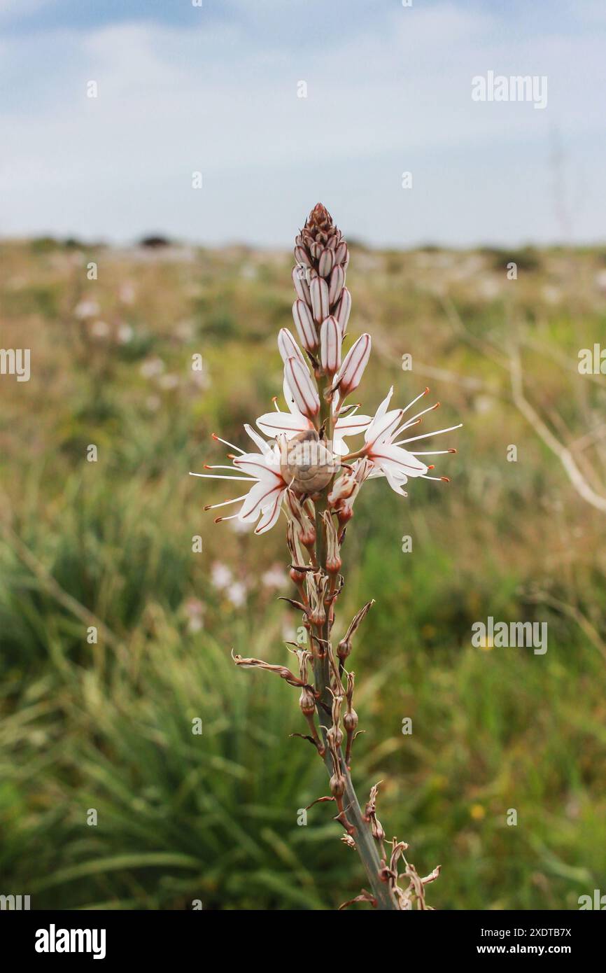 Asphodel blue hi-res stock photography and images - Alamy