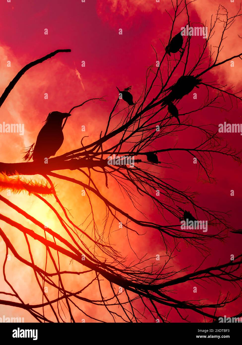Silhouette of many black crows on the tree with no leaves on scary red ...