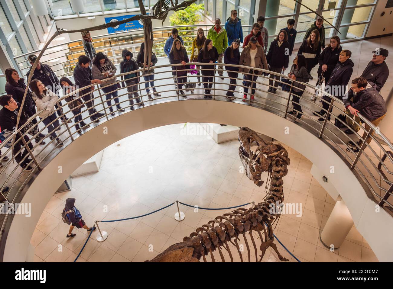 A freestanding mount of Tyrannosaurus rex is at the centerpiece of the ...