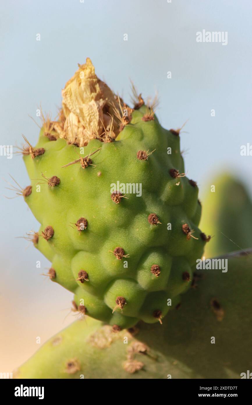 Cactus plant malta hi-res stock photography and images - Alamy