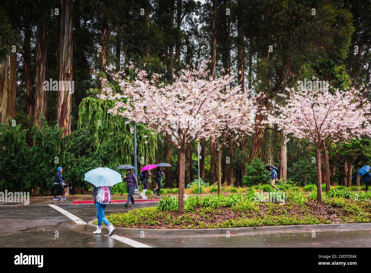 Berkeley, California USA - March 24, 2017:Blooming cherry trees and ...