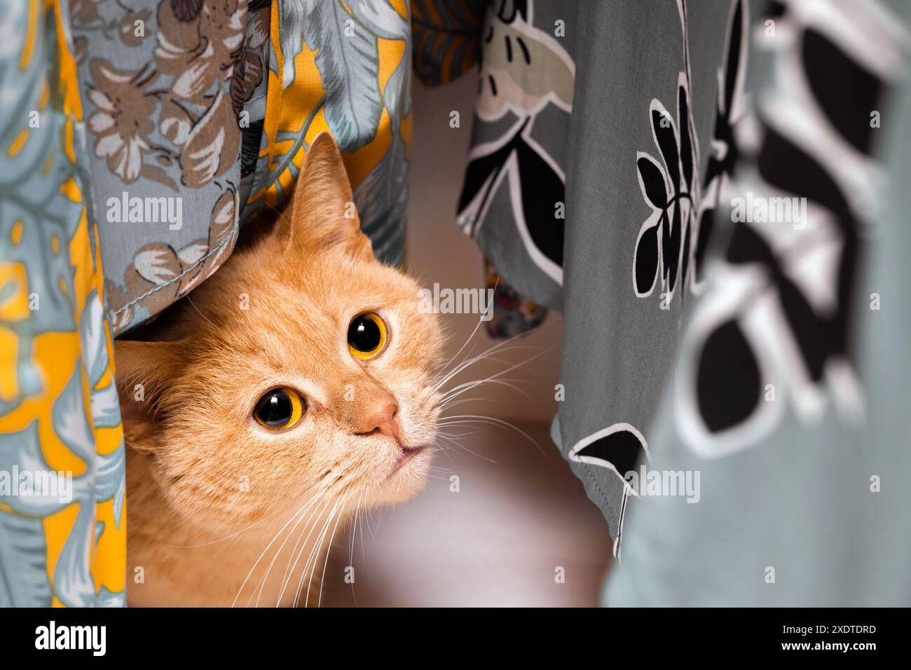 Cat wardrobe hi-res stock photography and images - Alamy