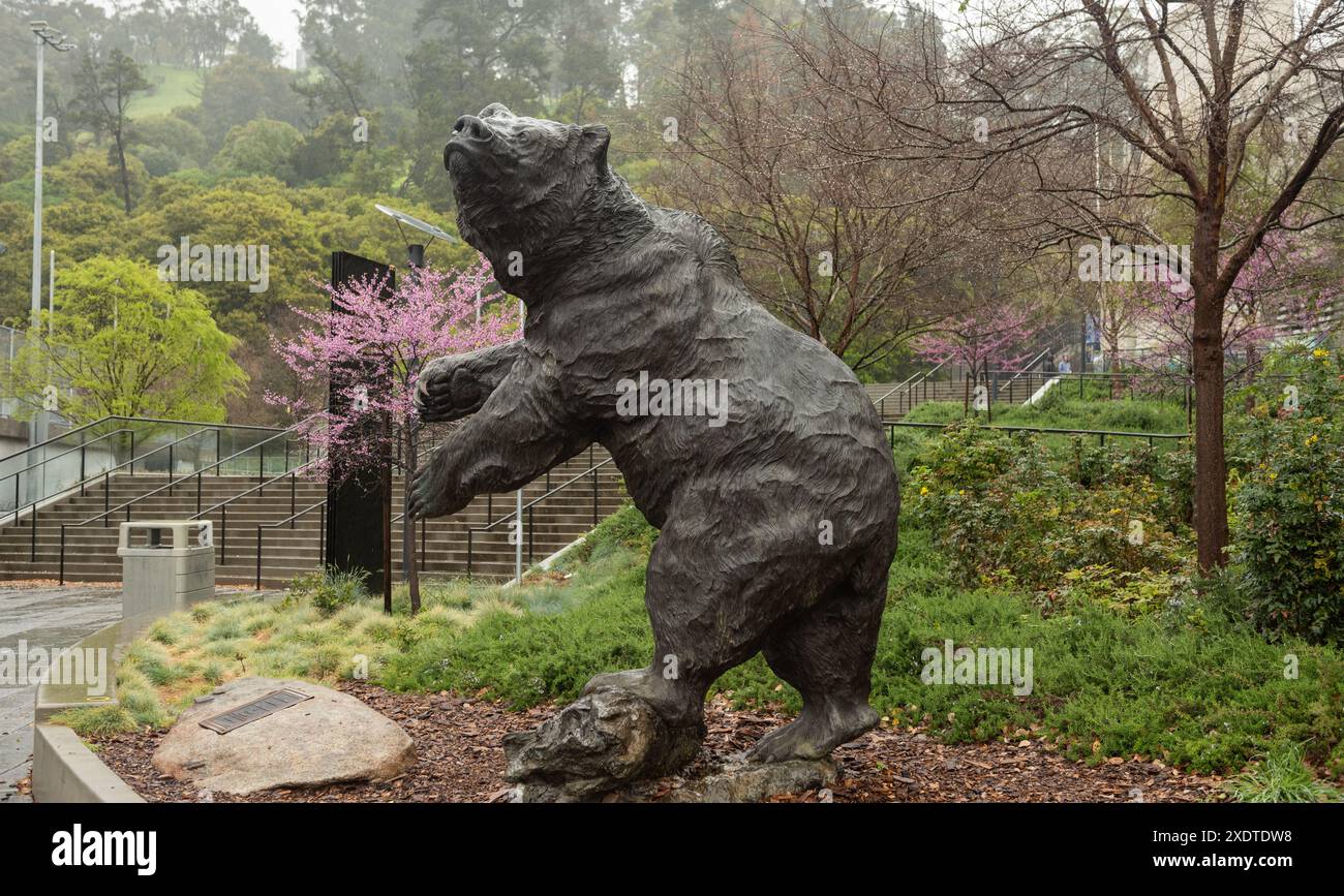 Berkeley, California USA - March 24, 2017: UC Berkeley Golden Bear mascot statue sculpted by ...