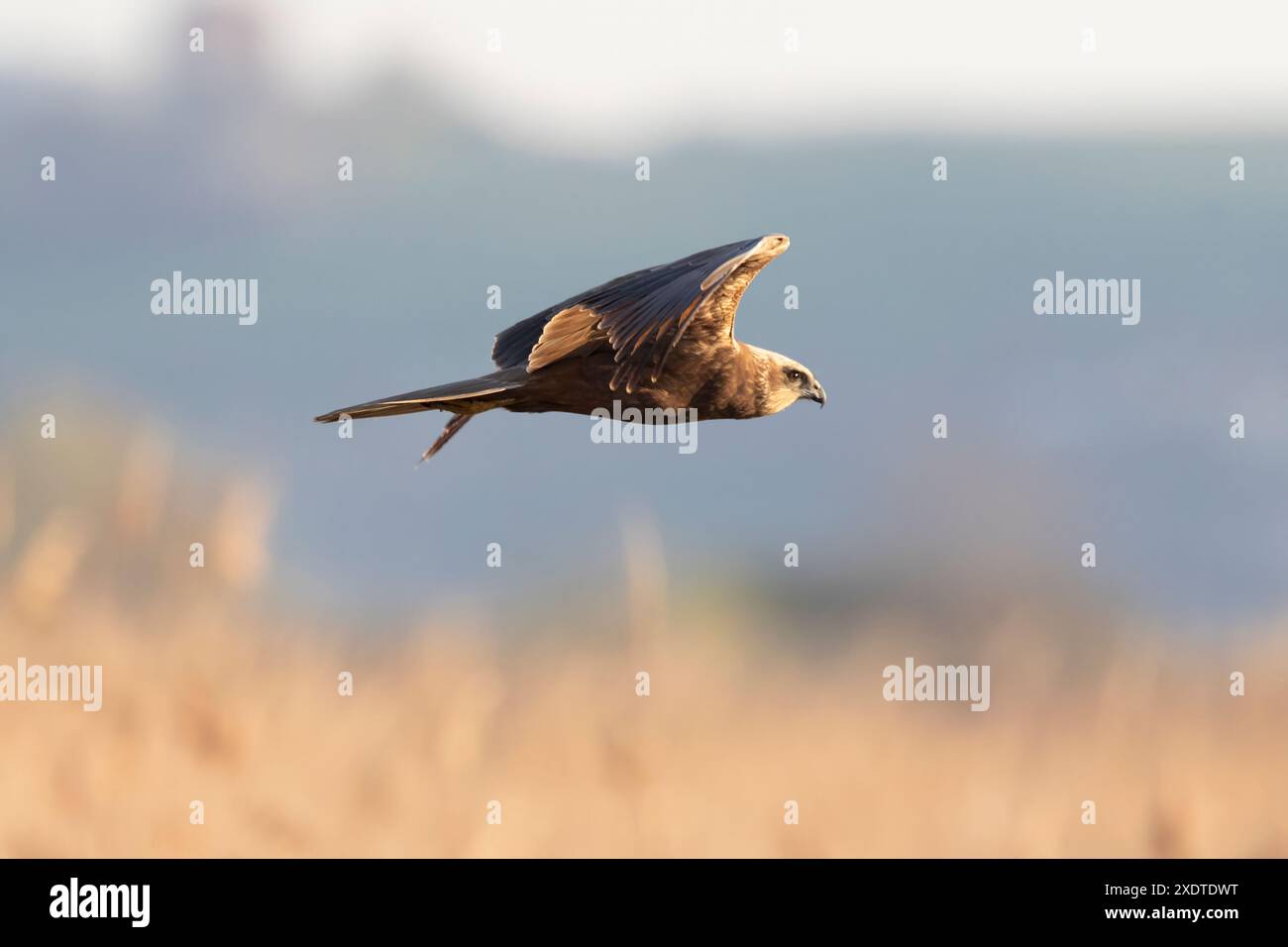 The western marsh harrier or Eurasian marsh harrier (Circus aeruginosus ...