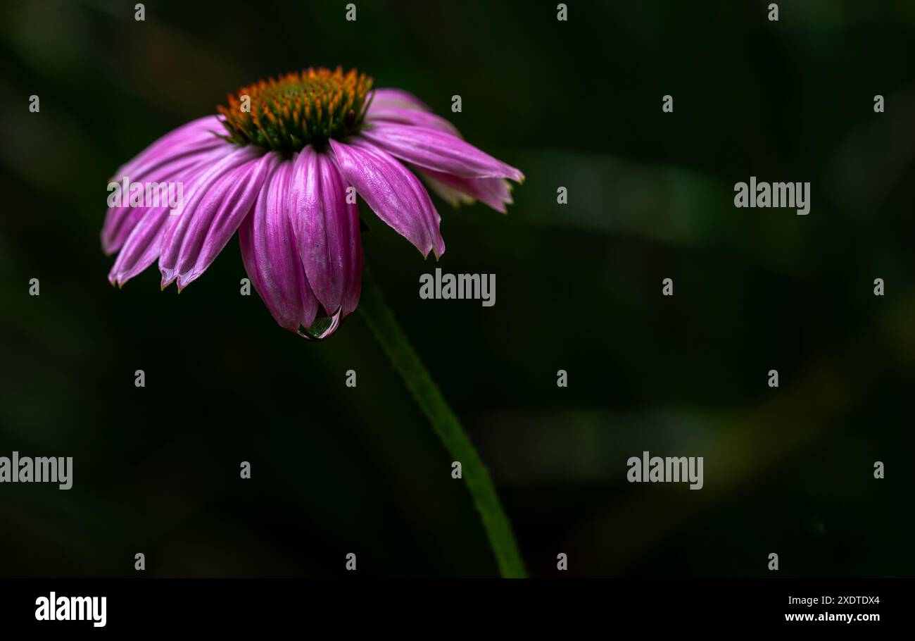 Cone flower closeup hi-res stock photography and images - Alamy