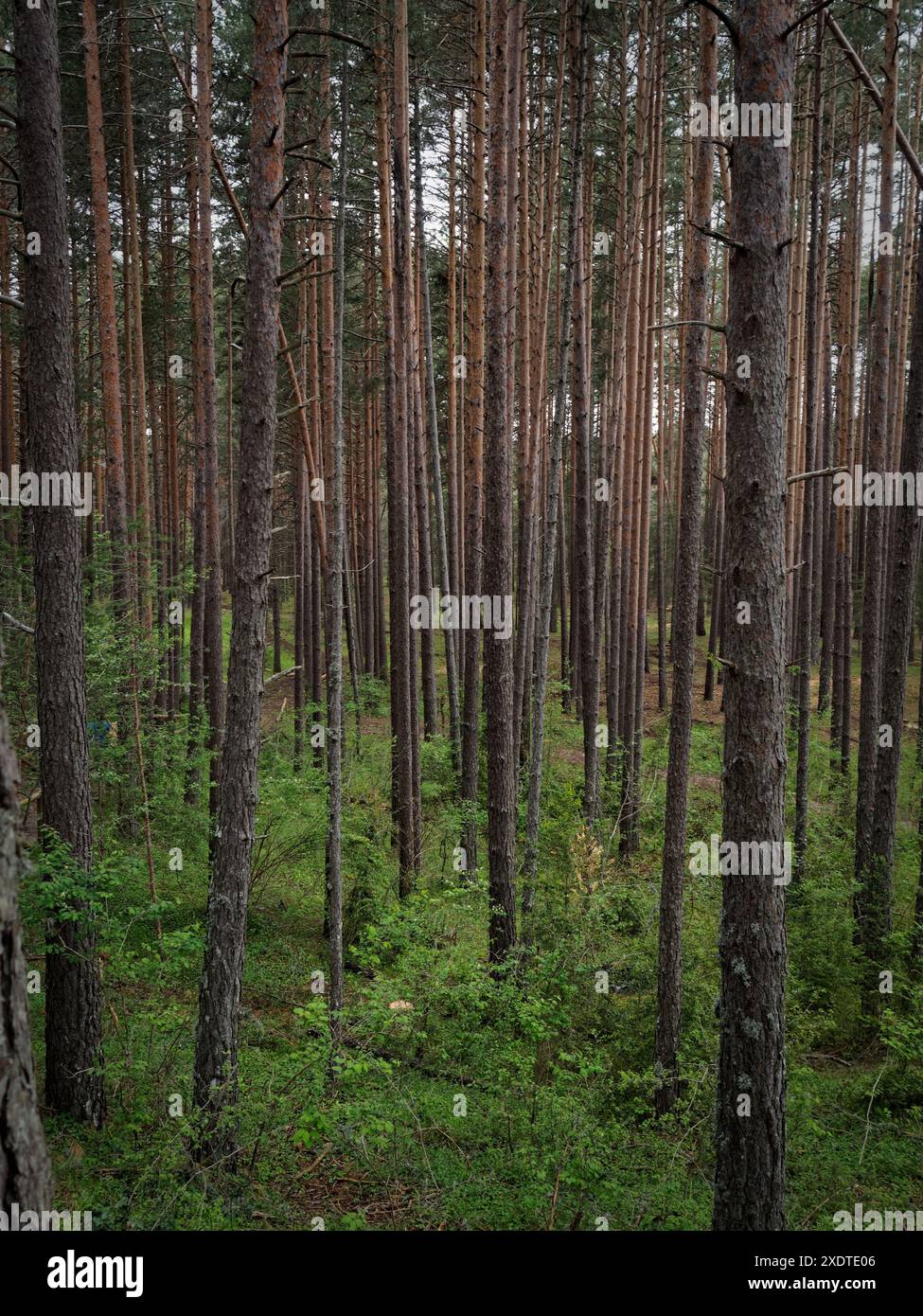 Dense growth shrubs trees hi-res stock photography and images - Alamy