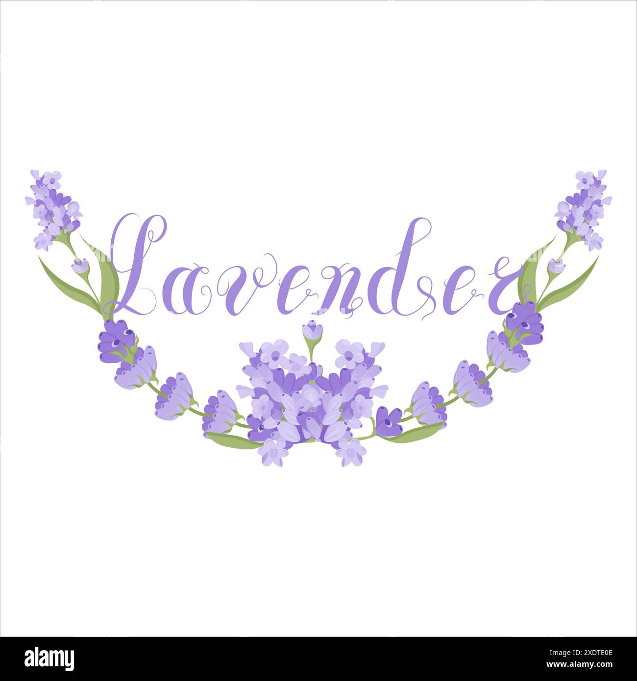 Lettering Lavender. Vector illustration isolated on white background ...