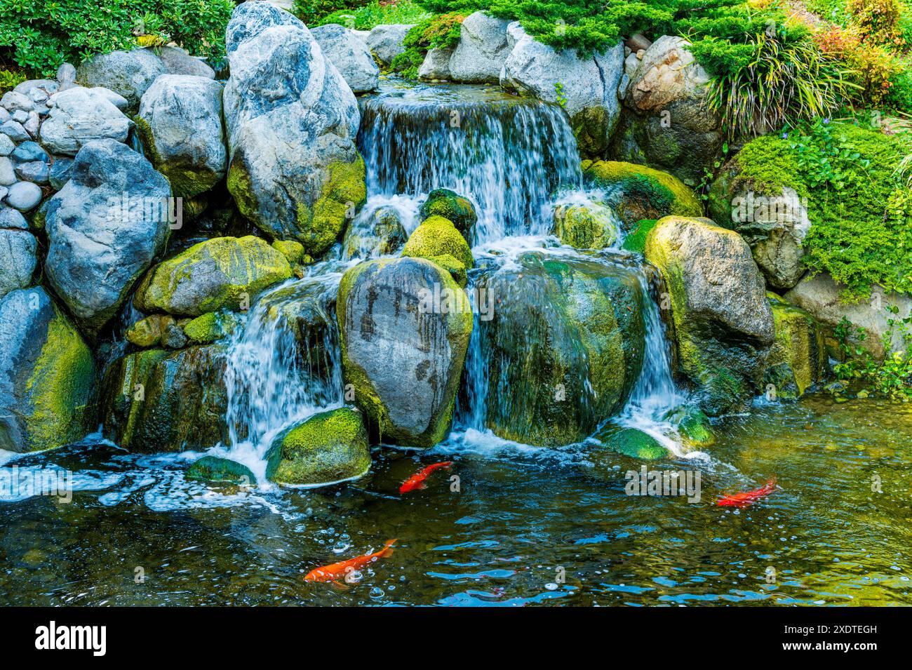 Decorative Koi fish; waterfall; Japanese Friendship Garden; Balboa Park ...