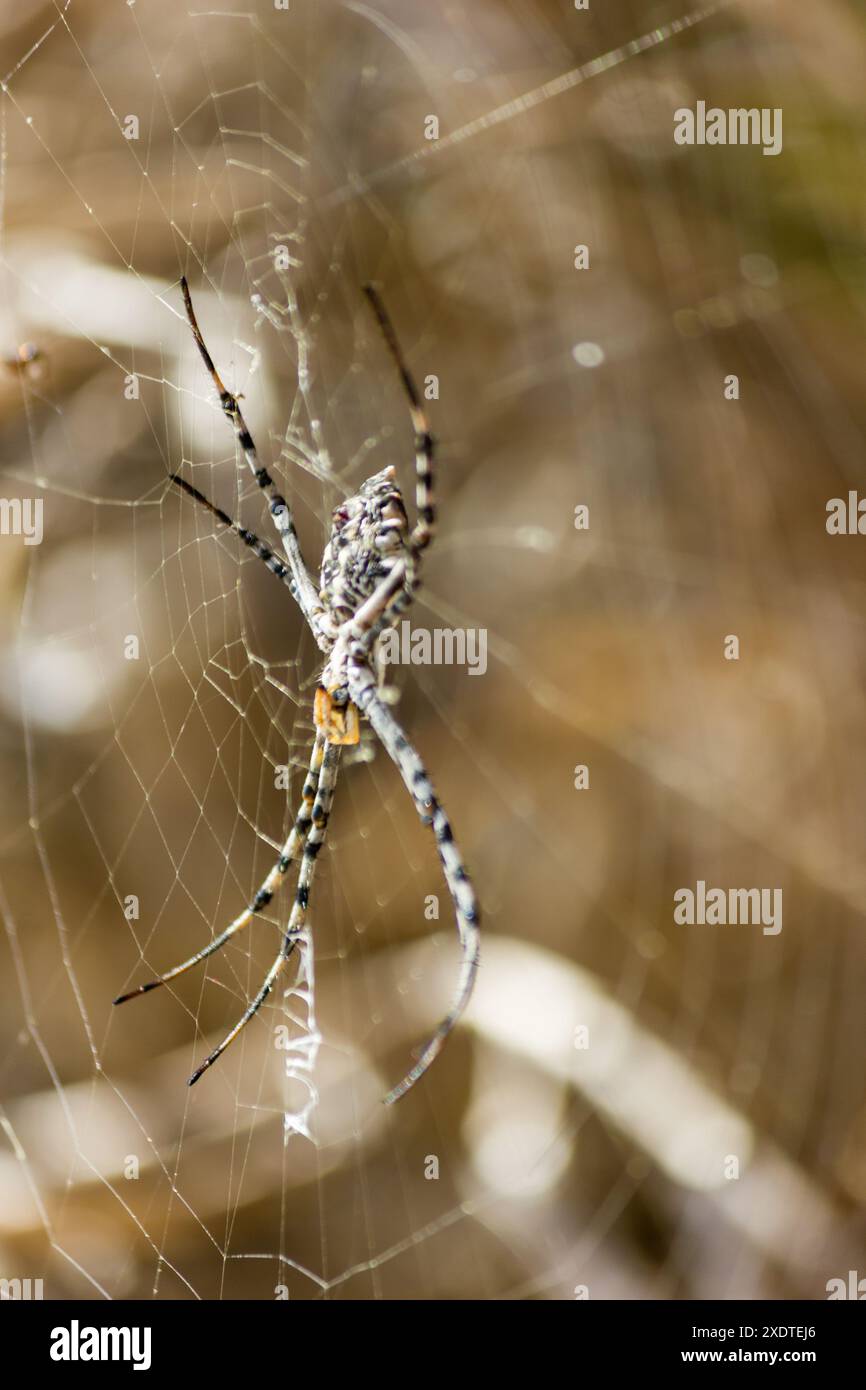 wild spider and spider web with dew drops in nature Stock Photo - Alamy
