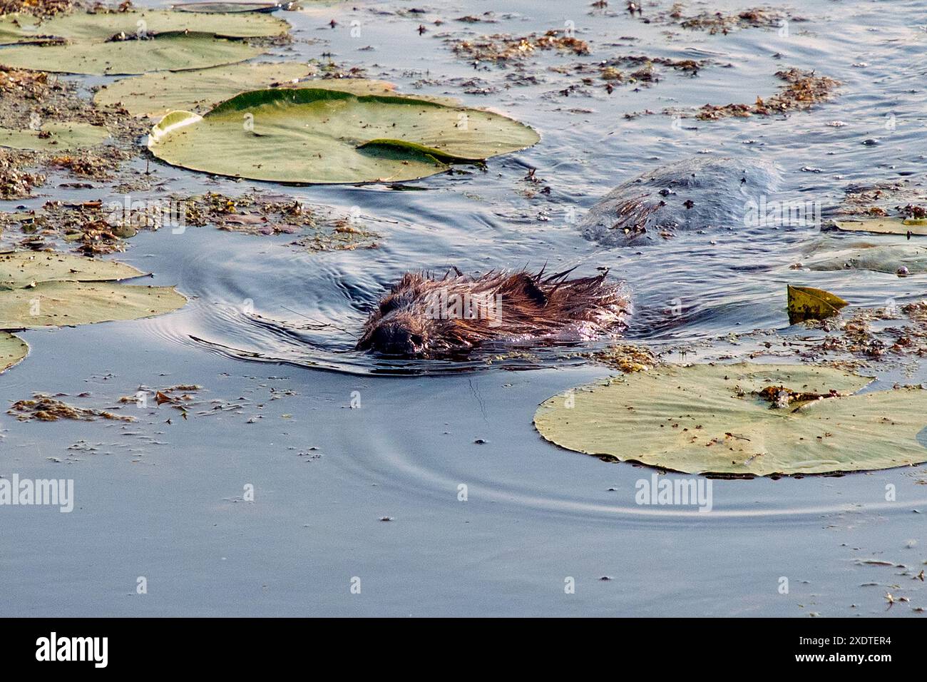 A beaver, Canada's national animal, plies its way in a wetland in Point ...