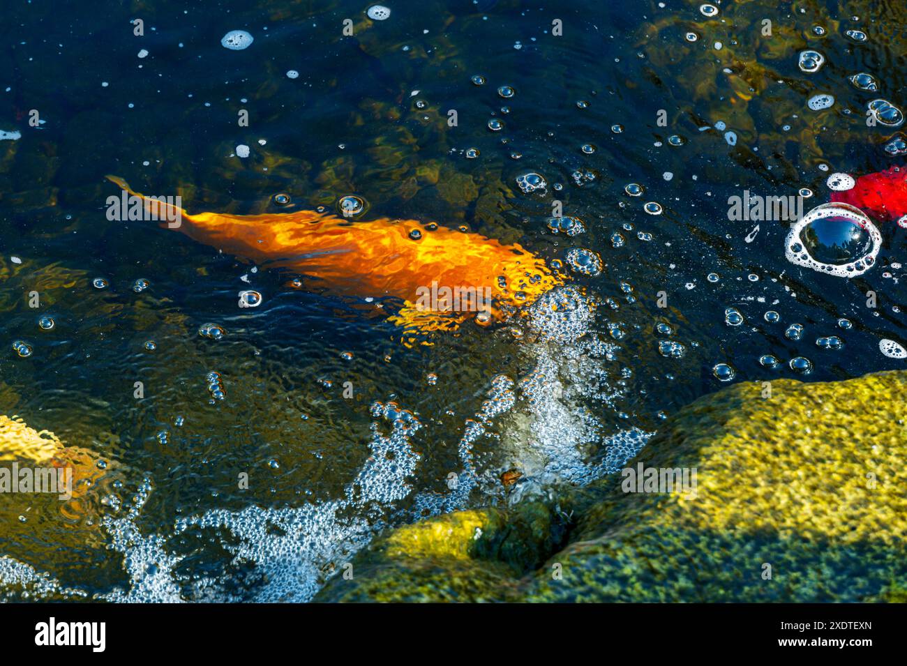 Decorative Koi fish; Japanese Friendship Garden; Balboa Park; San Diego ...