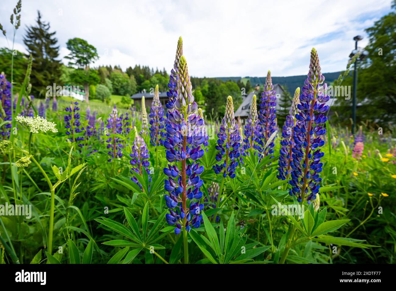 The purple Lupinus plant growing on mountain meadow. Great source of ...