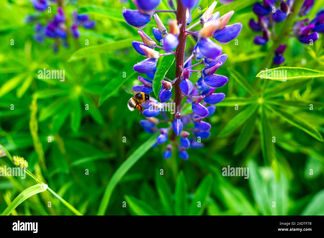 The purple Lupinus plant growing on mountain meadow. Great source of ...