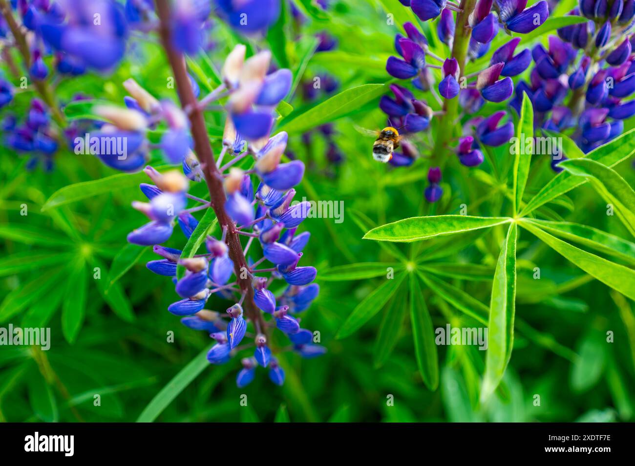 The purple Lupinus plant growing on mountain meadow. Great source of ...