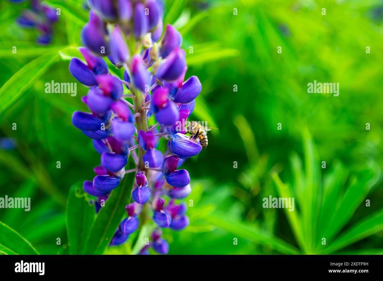 The purple Lupinus plant growing on mountain meadow. Great source of ...