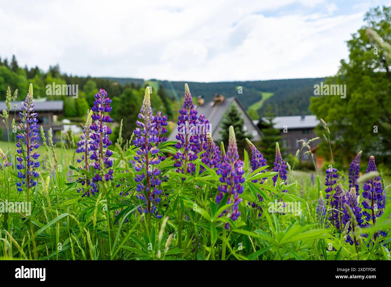 The purple Lupinus plant growing on mountain meadow. Great source of ...