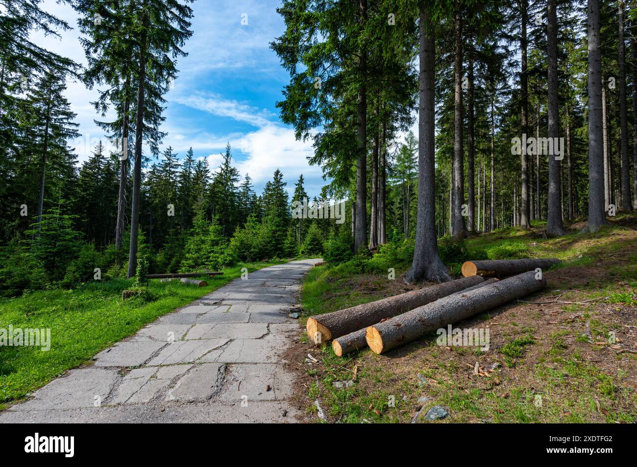 Forest in the Krkonose nature park (national park of Krnap, Czech ...