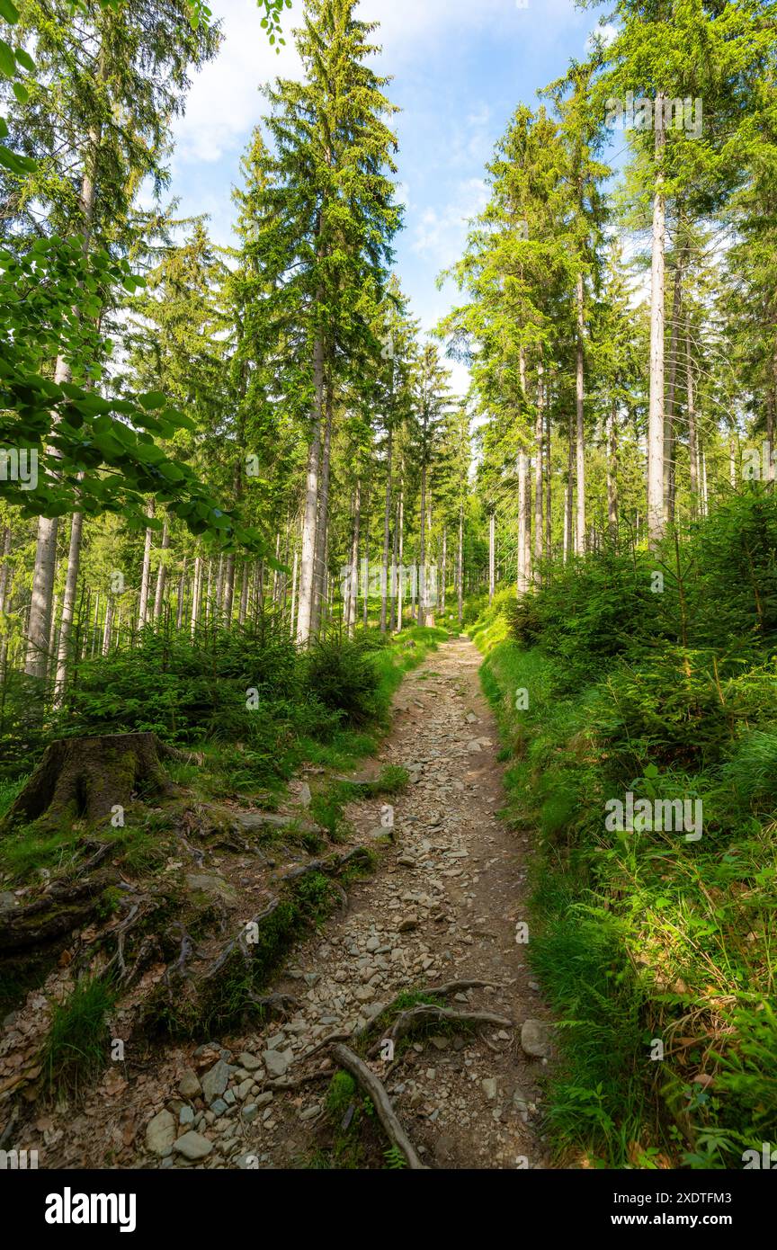 Forest in the Krkonose nature park (national park of Krnap, Czech ...
