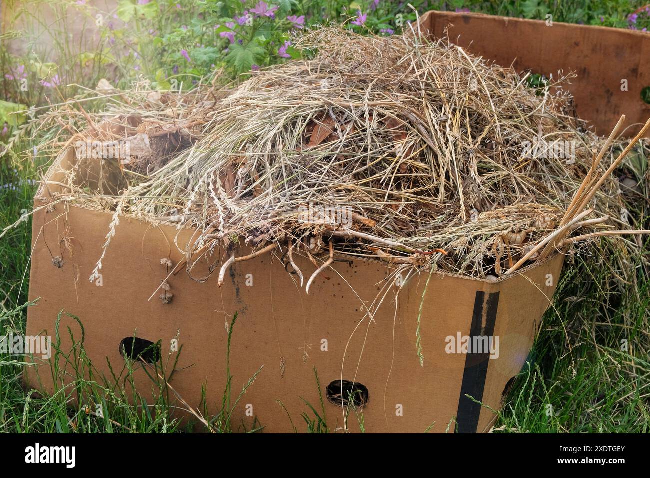 Dry grass is collected in a box. Hay for mulch is collected for use in ...
